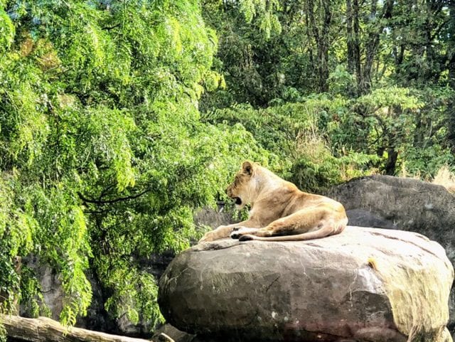 Family Travel Visiting the Portland Zoo - 7 Wayfinders